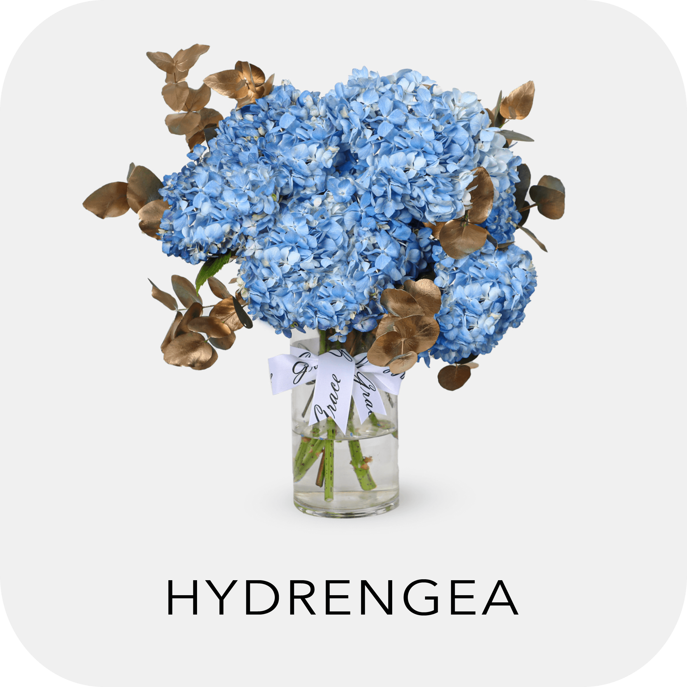 Hydrangea flower Box & Bouquet delivery in Dubai - 24/7 Free Delivery ...